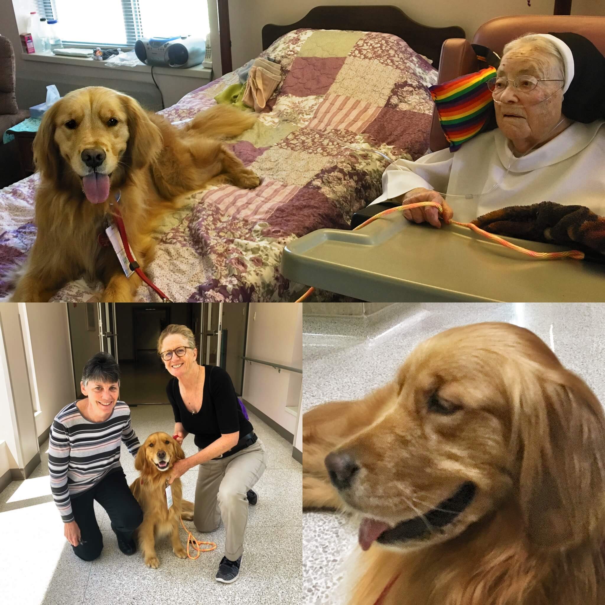 New Associate Judy Babb-Troxell Brings Dog Therapy to Sacred Heart ...